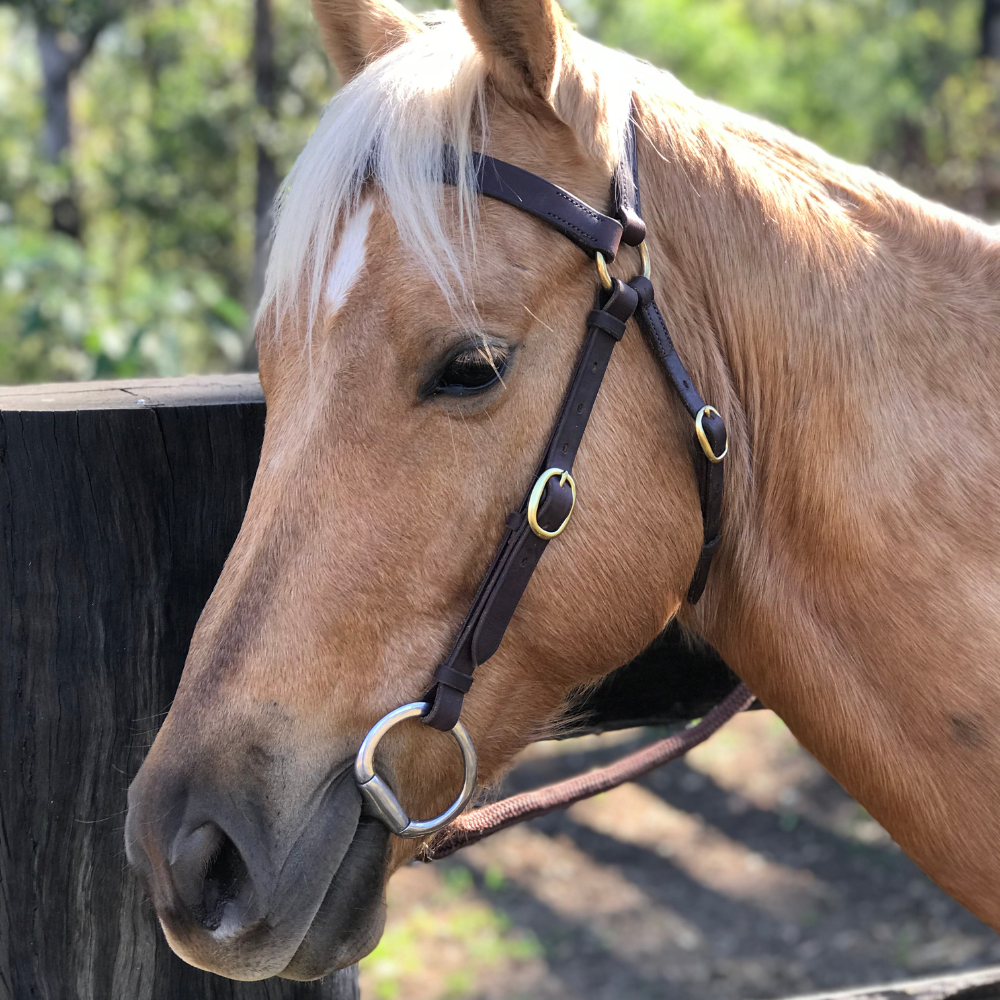Australian Made Leather Stock Bridle – Double C Saddlery Australia