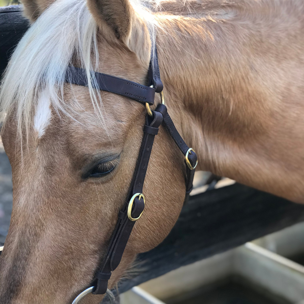 Australian Made Leather Stock Bridle – Double C Saddlery Australia